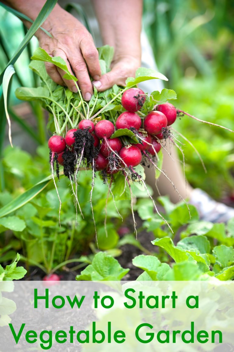 How to Start a Vegetable Garden - Simple Tips for Beginners