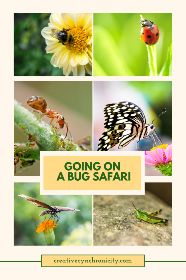 Go on a Bug Safari - Creative Cynchronicity